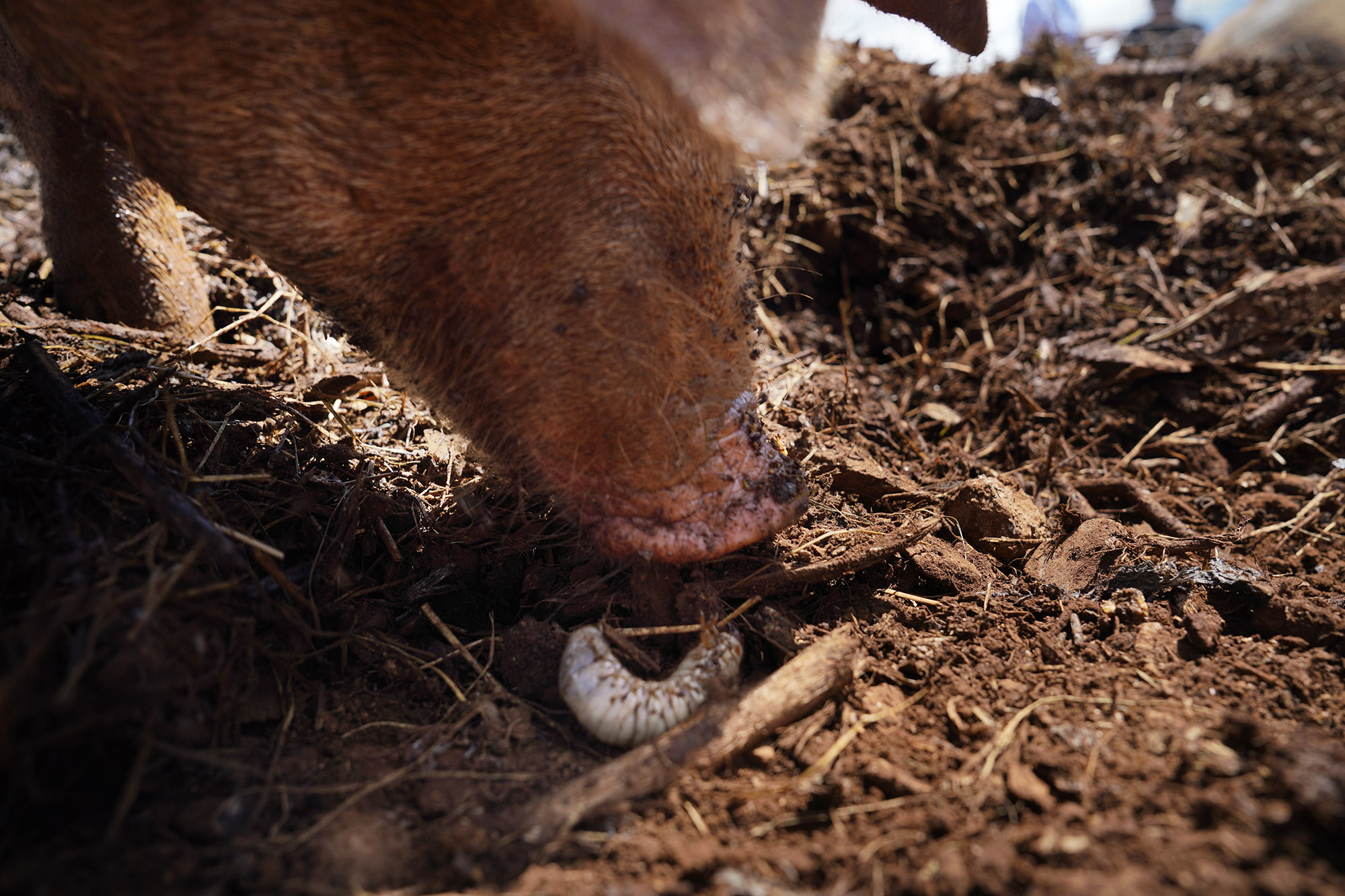 Plan B: State Turns To Pigs To Devour Oahu's Invasive Beetle Problem ...