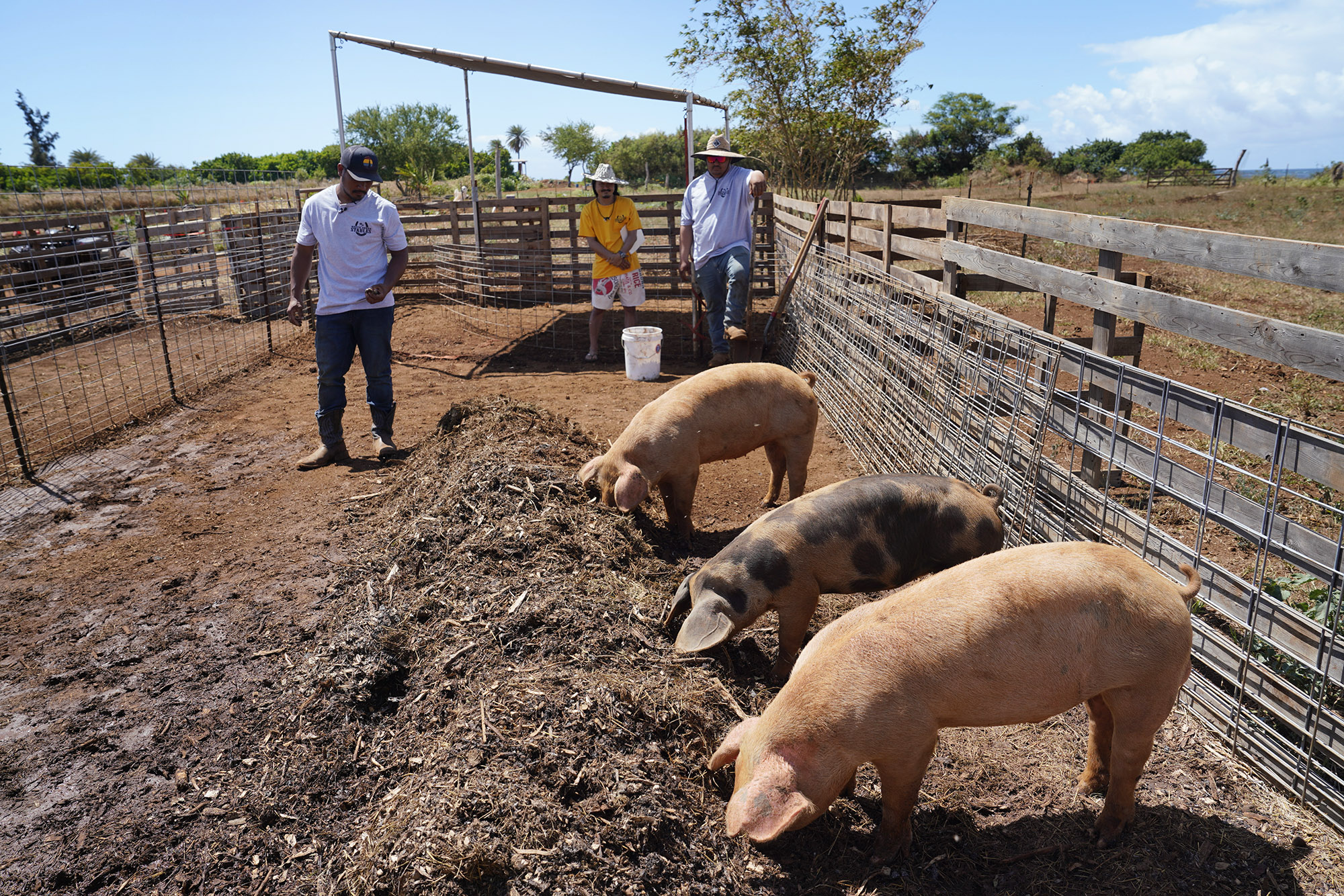 Plan B: State Turns To Pigs To Devour Oahu's Invasive Beetle Problem ...
