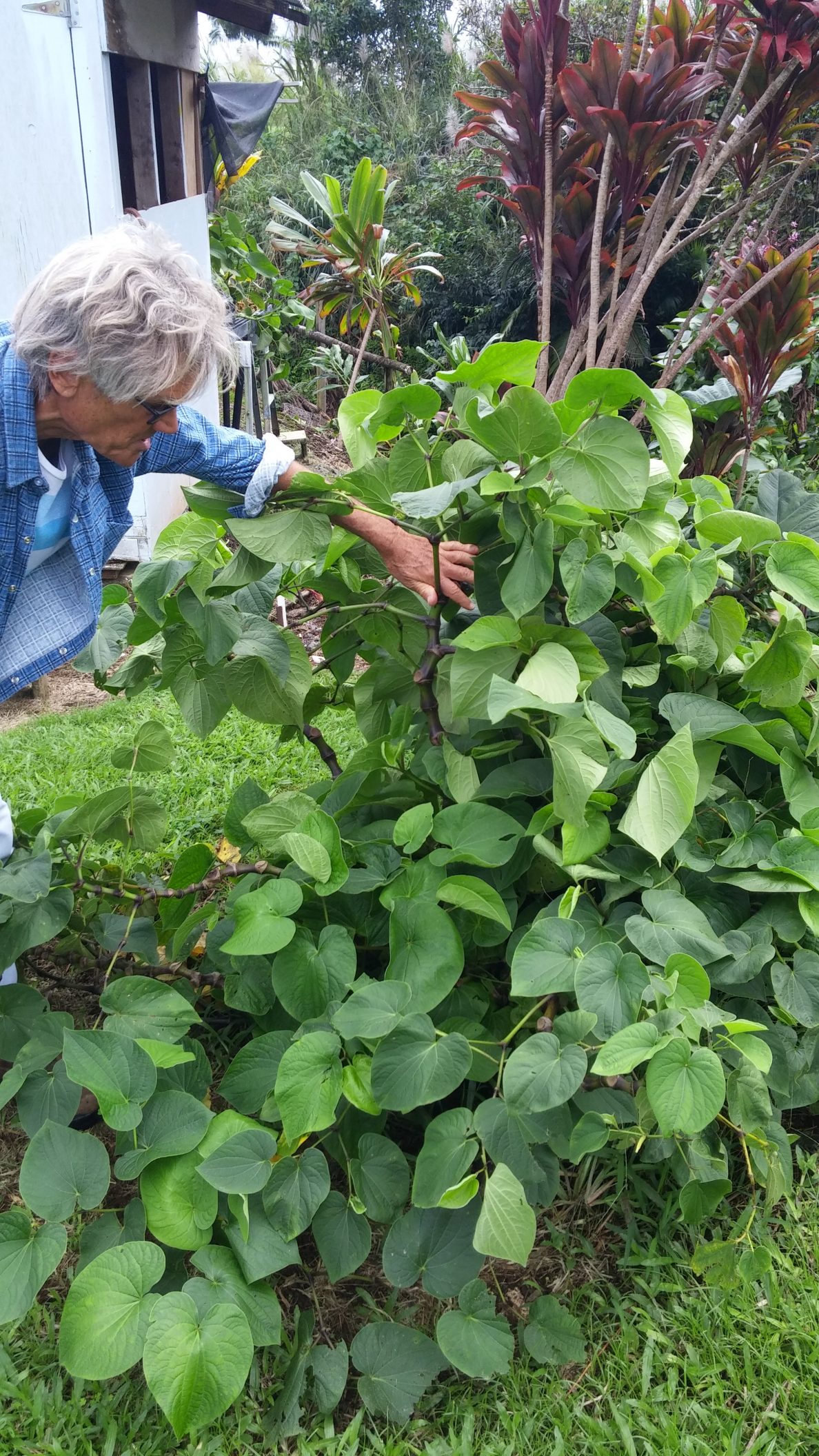 Hawaii Kava Growers Hope To Convince Food Regulators It's Safe To Eat ...
