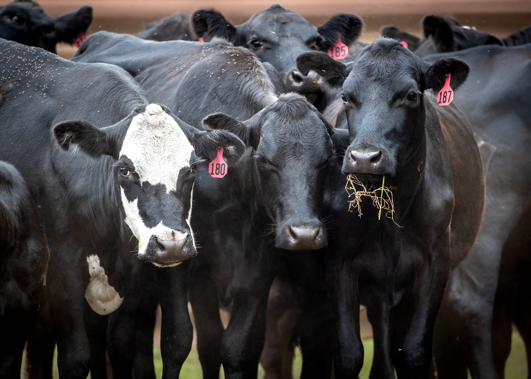A Maui Rancher Prepares To Lose 3,400 Acres To Conservation - Honolulu ...