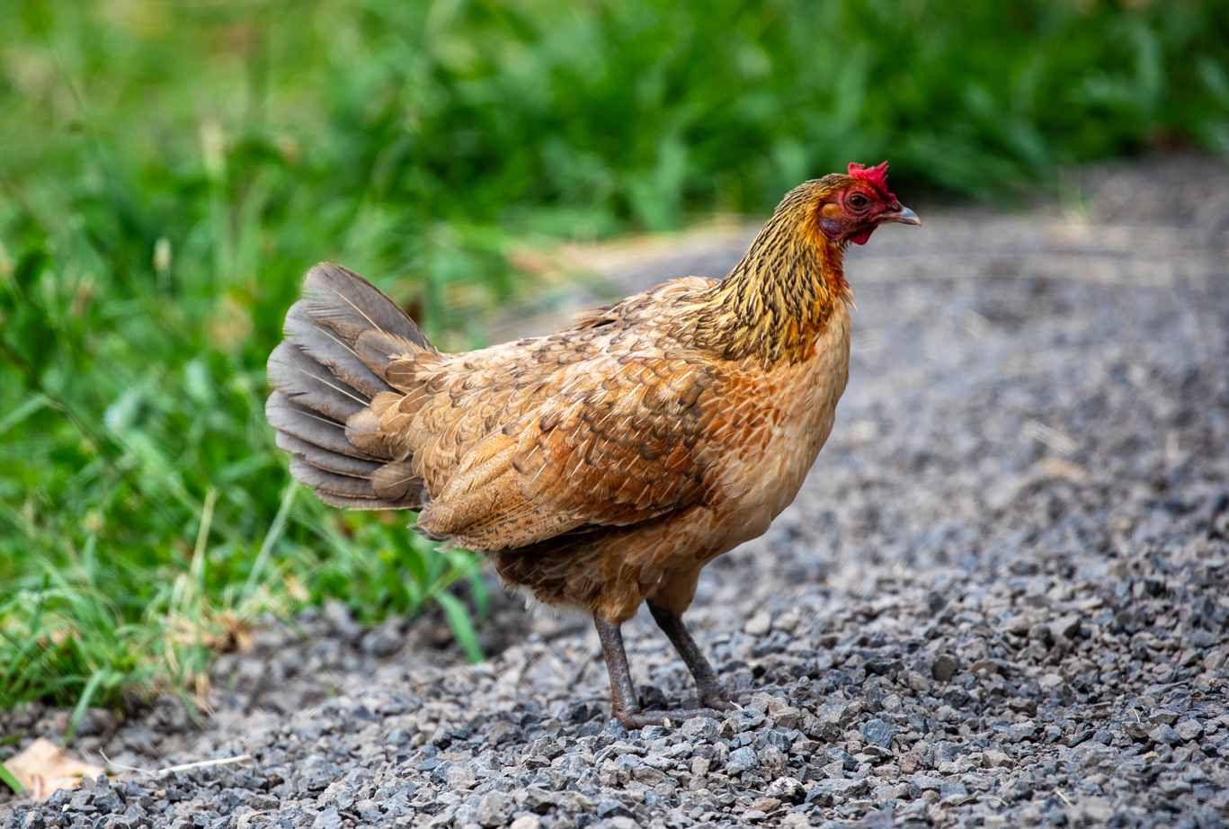 Trace Of Bird Flu Detected In Oahu Wastewater - Honolulu Civil Beat