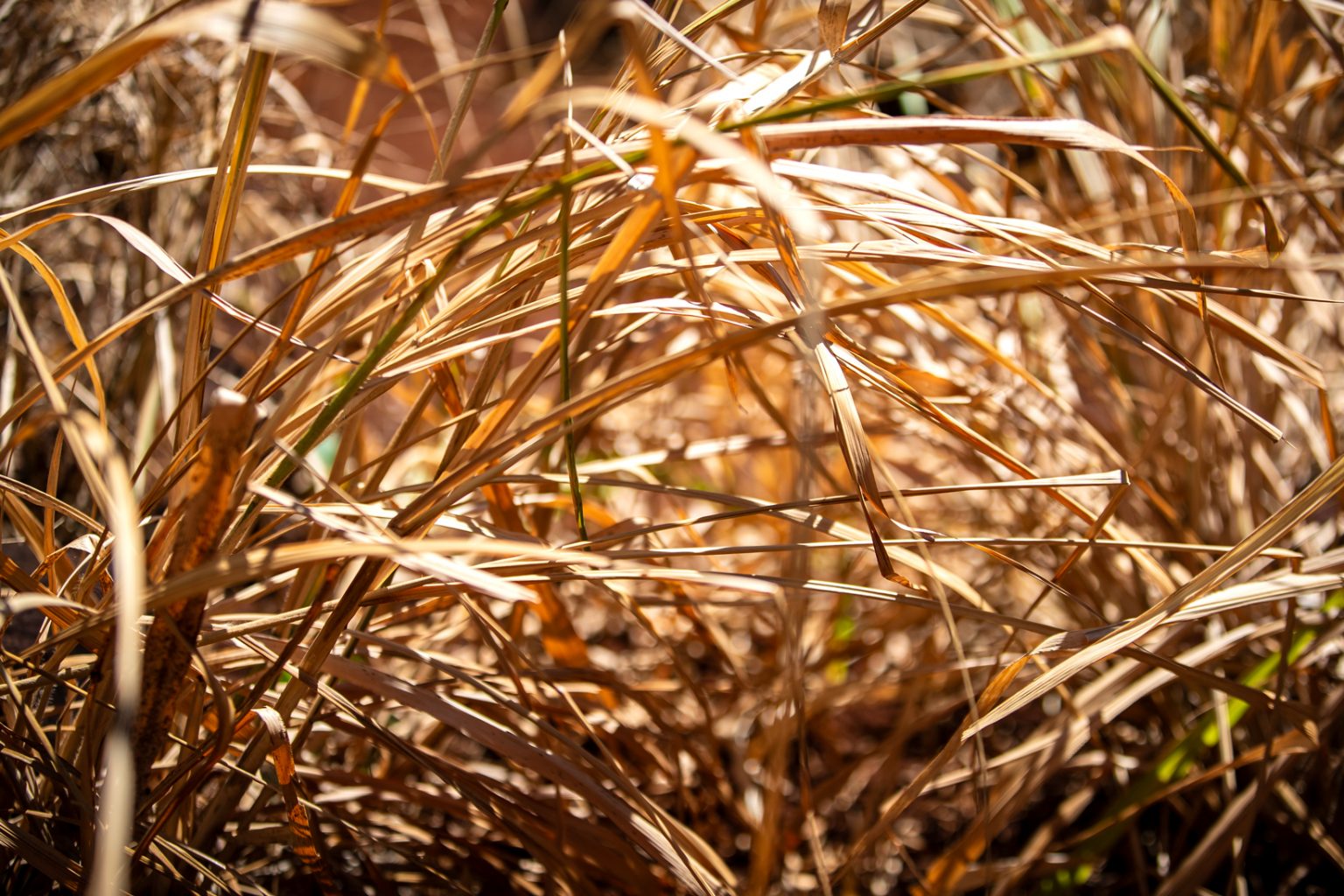 Fast-Growing And Fire-Resistant Grasses Are Flourishing In Hawaii ...