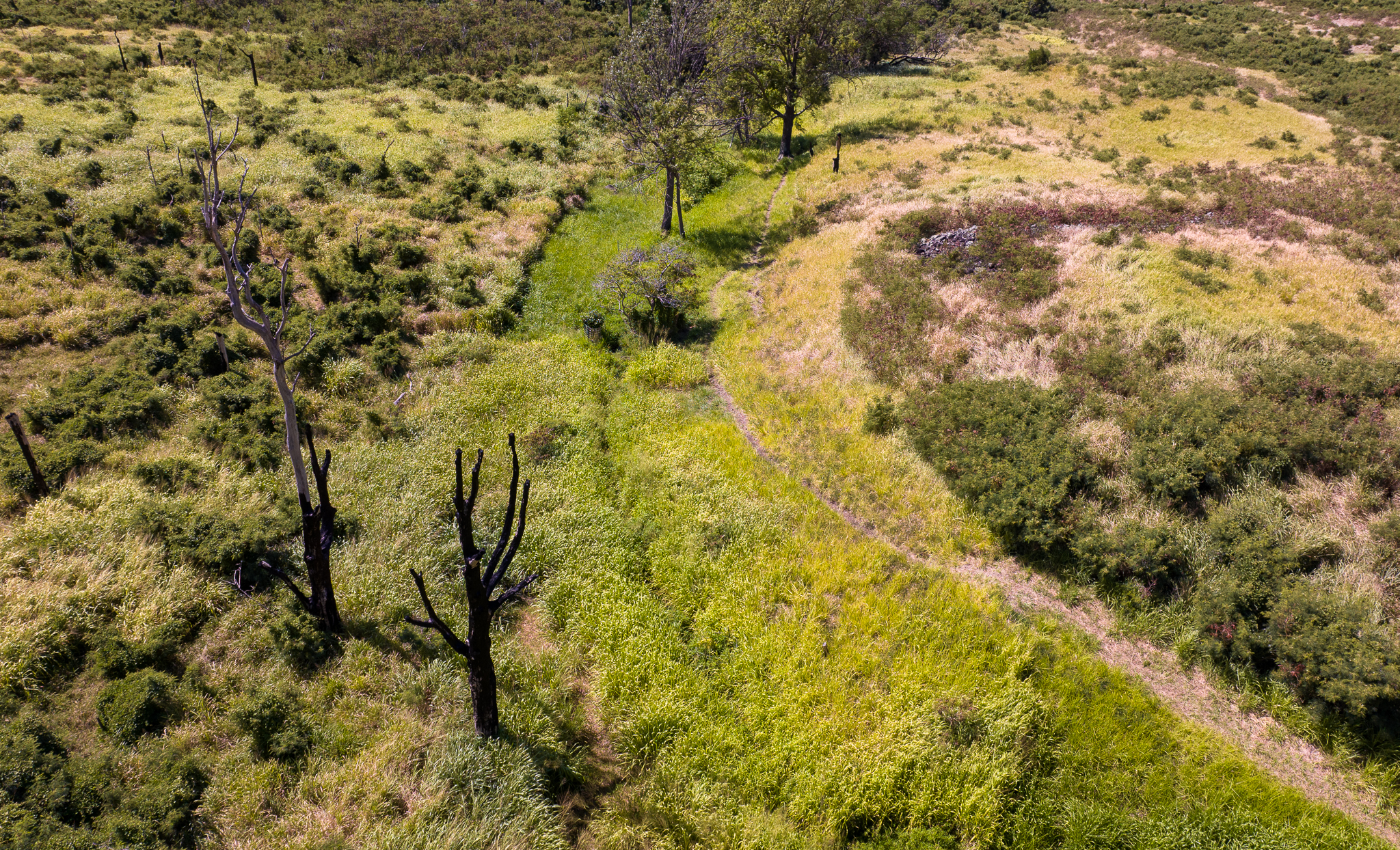 Hawaii Needs To Build Hundreds More Miles Of Firebreaks To Protect ...