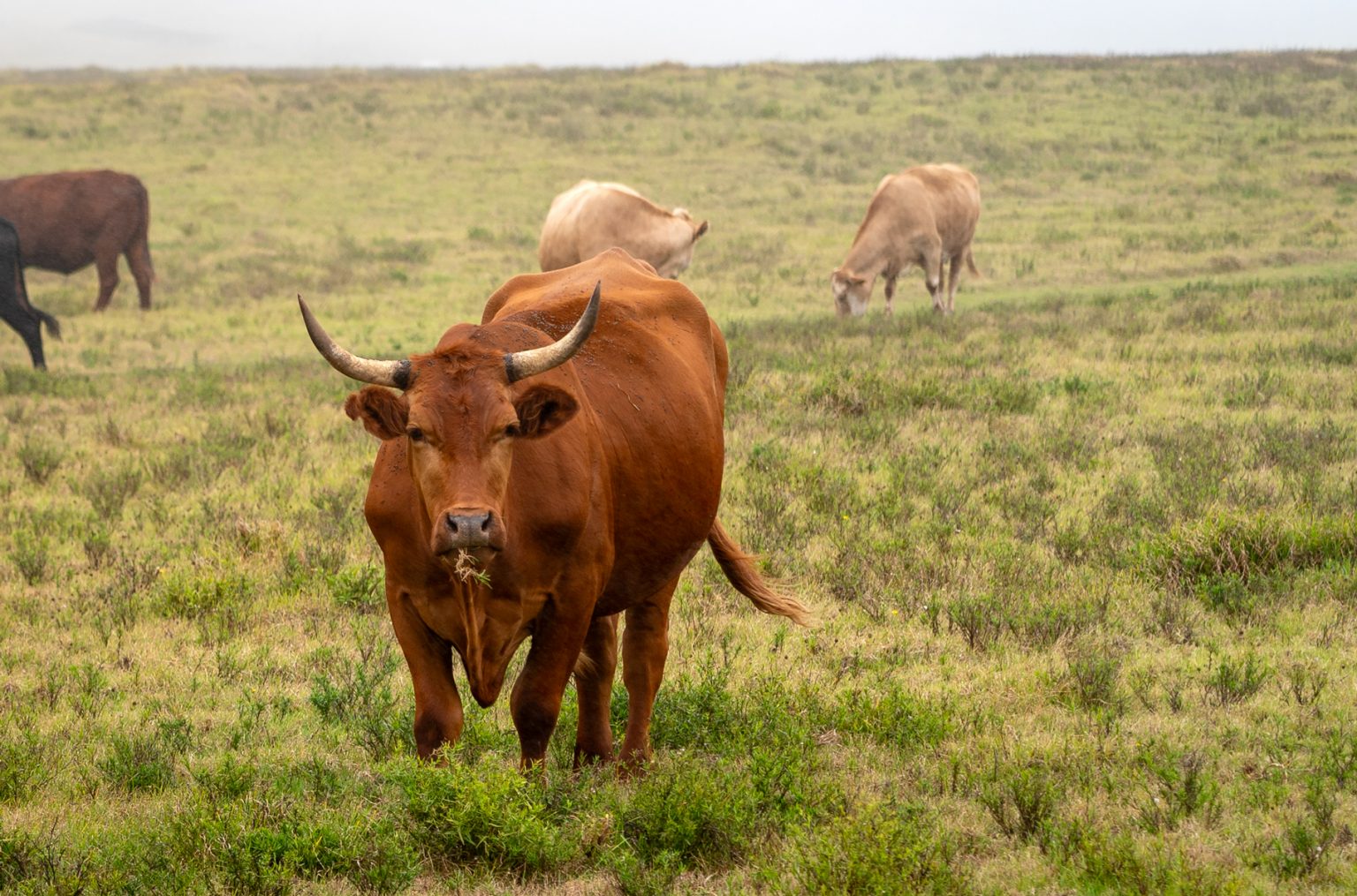 Cattle Are A Major Source Of Greenhouse Gas Emissions. Hawaii Seaweed ...