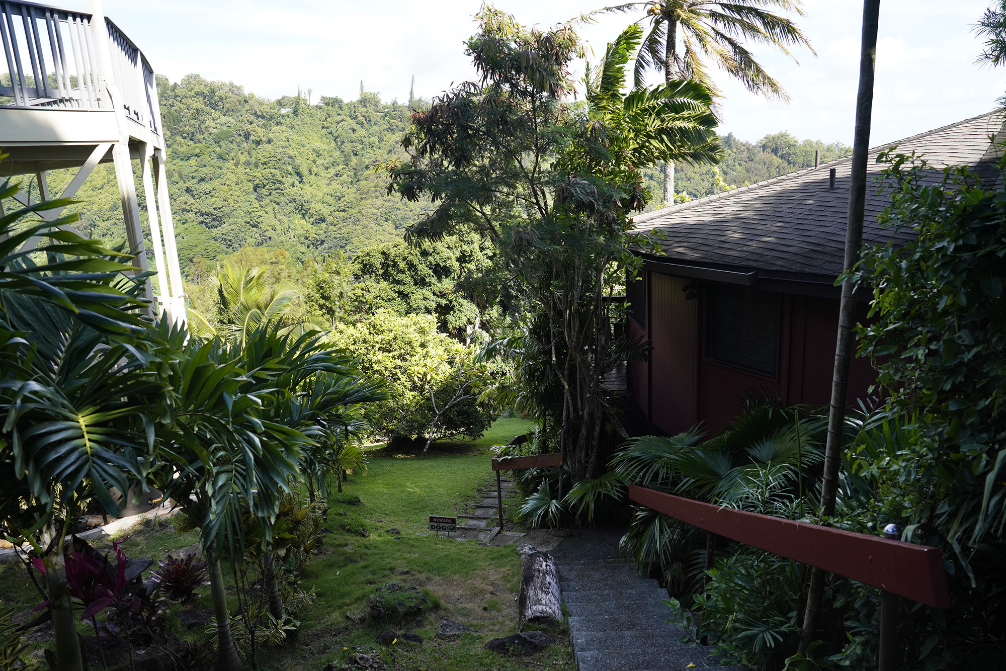 Feral Pigs Are Increasingly Running Wild In Some Oahu Neighborhoods ...