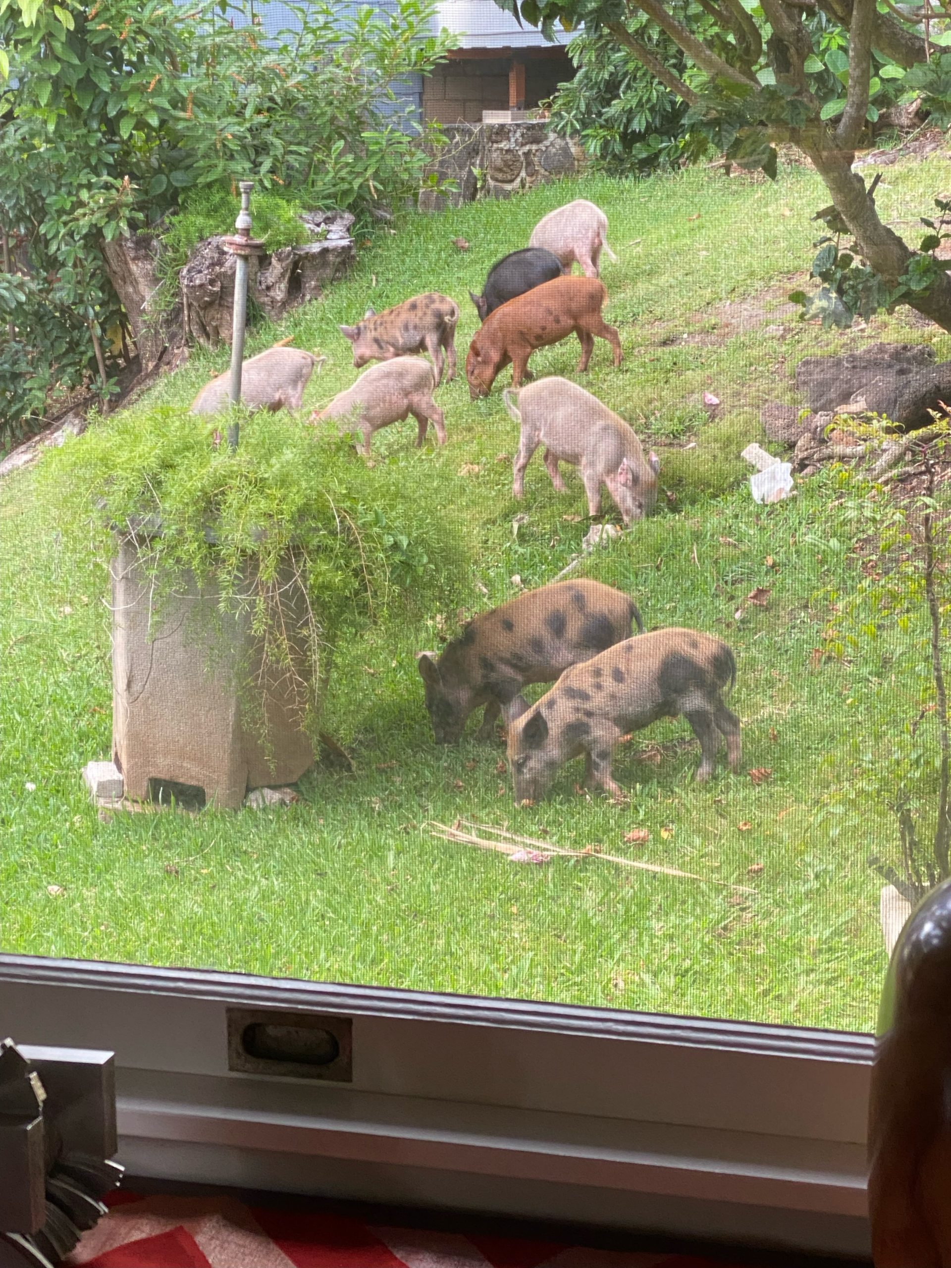 Feral Pigs Are Increasingly Running Wild In Some Oahu Neighborhoods ...