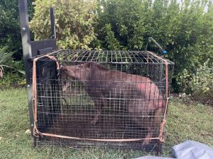 Feral Pigs Are Increasingly Running Wild In Some Oahu Neighborhoods ...