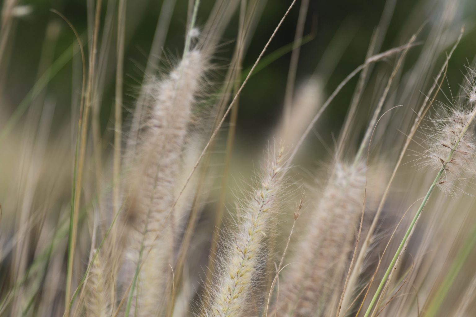 Maui Fire Lawsuits: Rampant Grass Growth Is As 'Inherently Dangerous ...