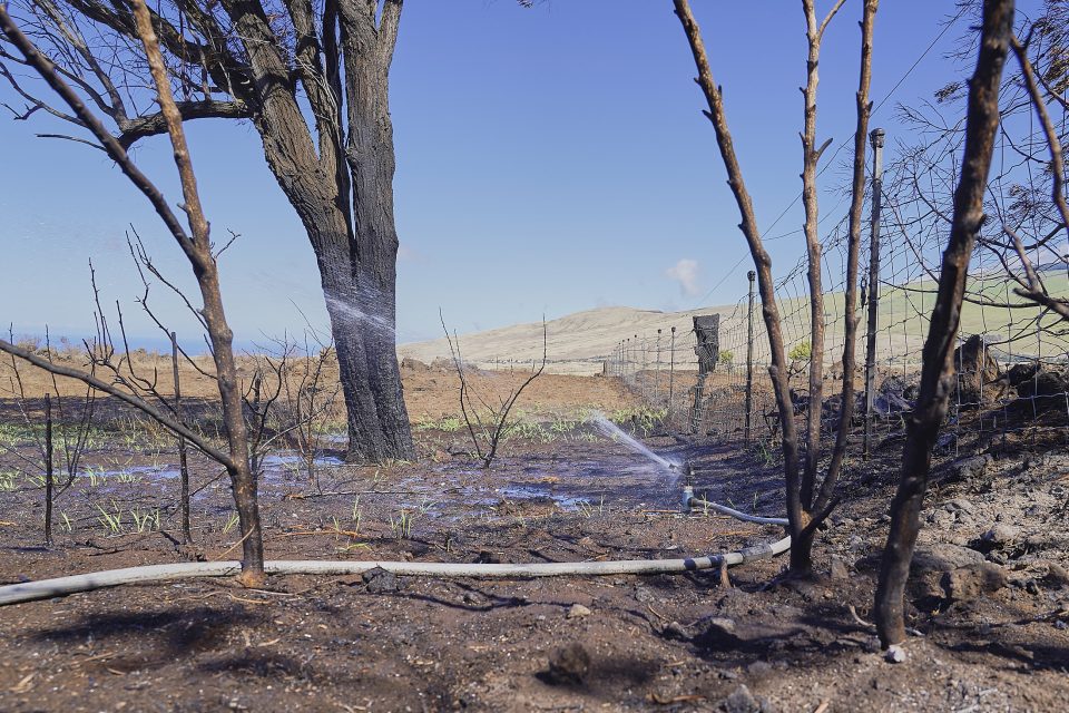 Fast-Growing And Fire-Resistant Grasses Are Flourishing In Hawaii ...