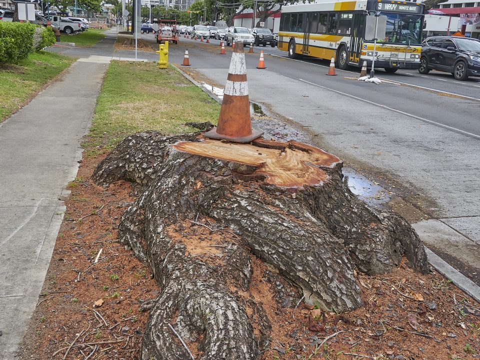 Denby Fawcett: This Oahu Farm Found A Way To Use Trees Cut To Make Way ...