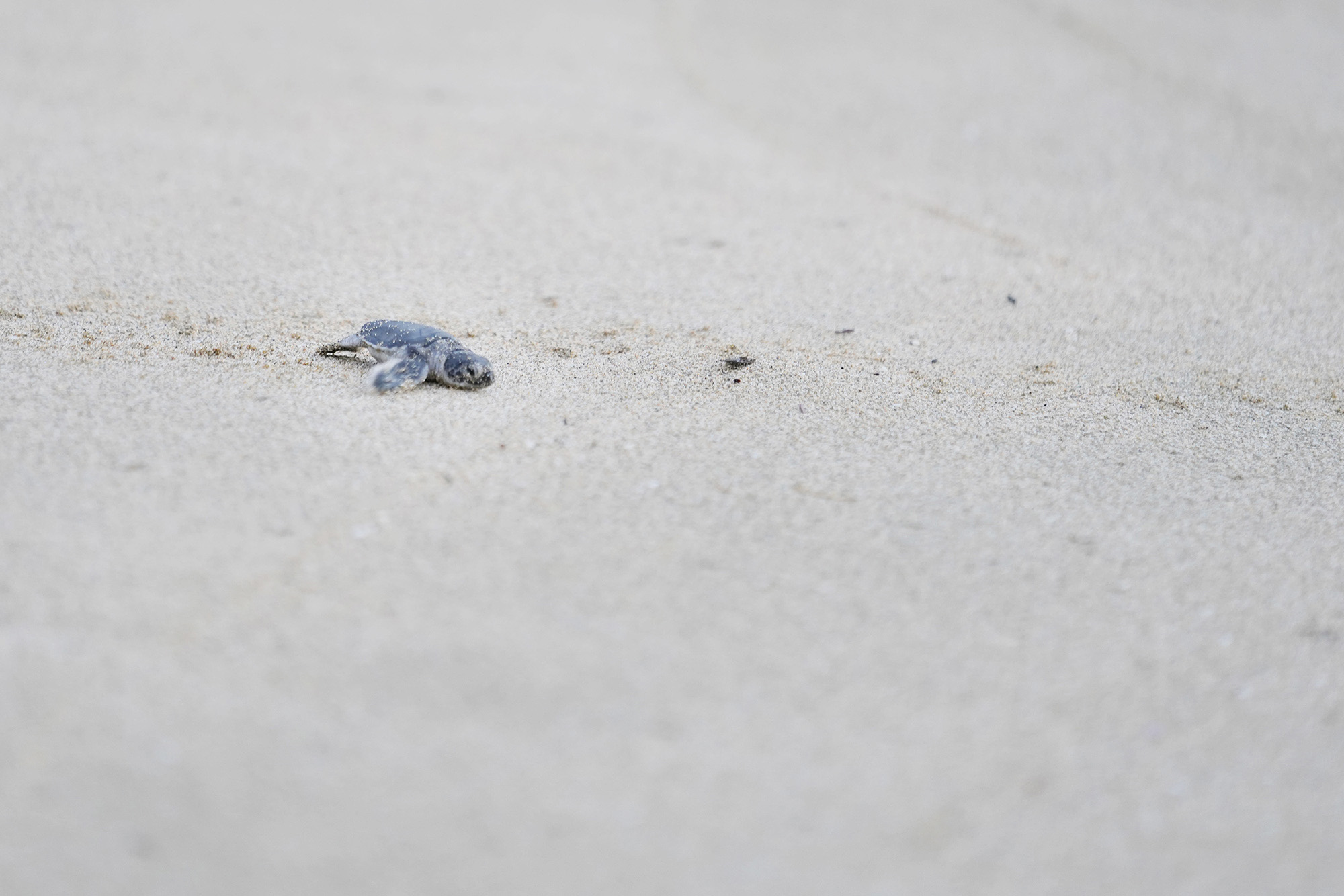 George Balazs: Sea Turtle Conservation Hinges On Cultural Awareness ...