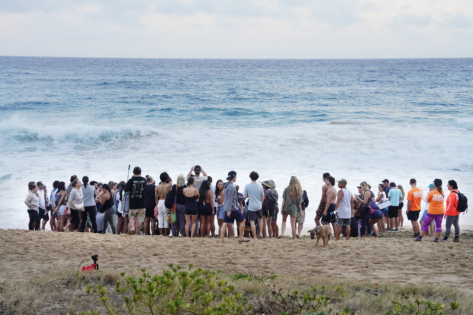 Baby Sea Turtles Caused Quite A Scene At Sandy Beach - Honolulu Civil Beat