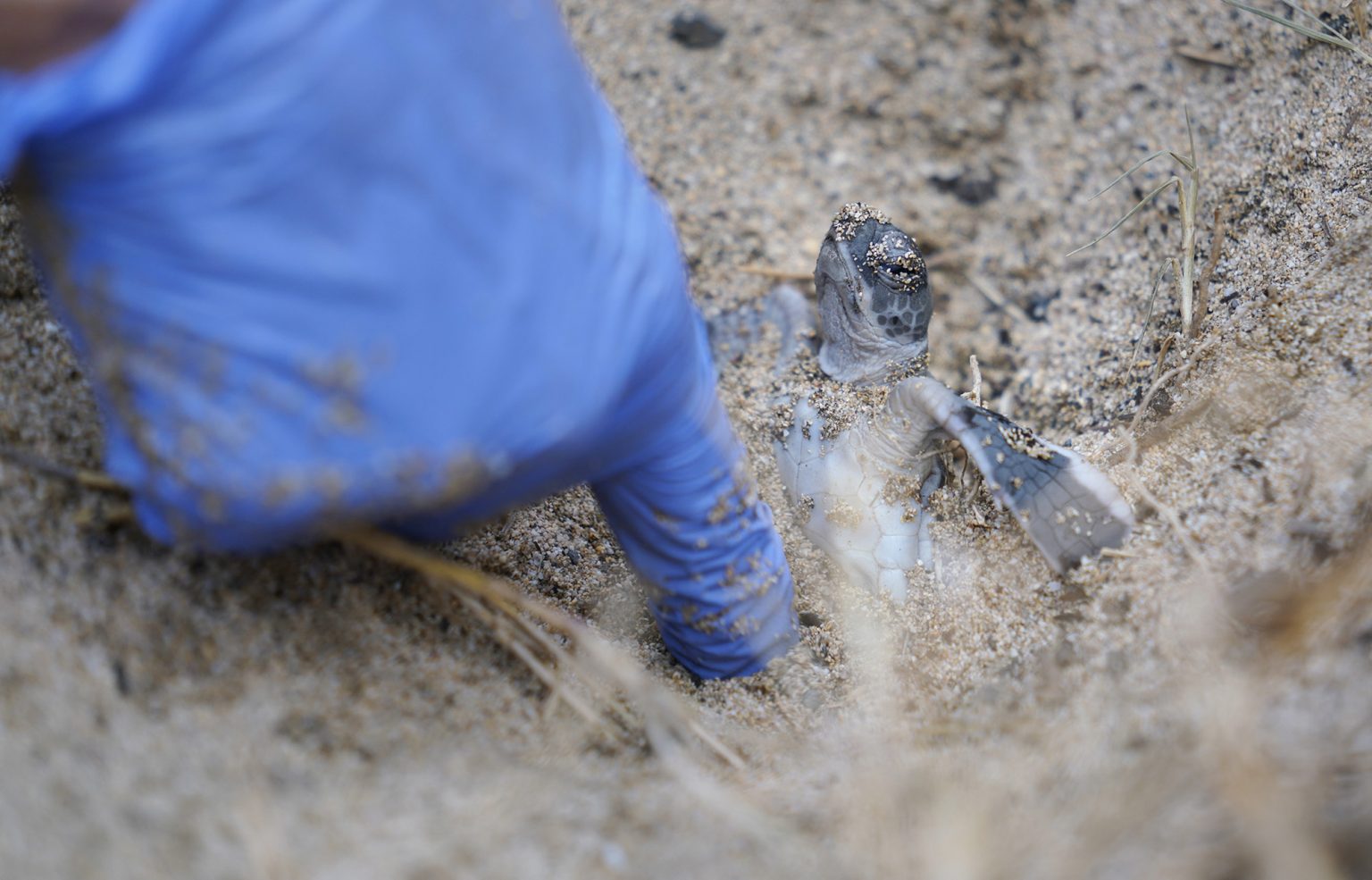 Baby Sea Turtles Caused Quite A Scene At Sandy Beach - Honolulu Civil Beat