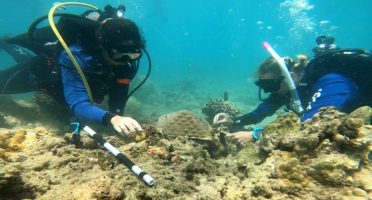 Lab-Grown Corals Help Restore Damaged Reef In Hanauma Bay - Honolulu ...