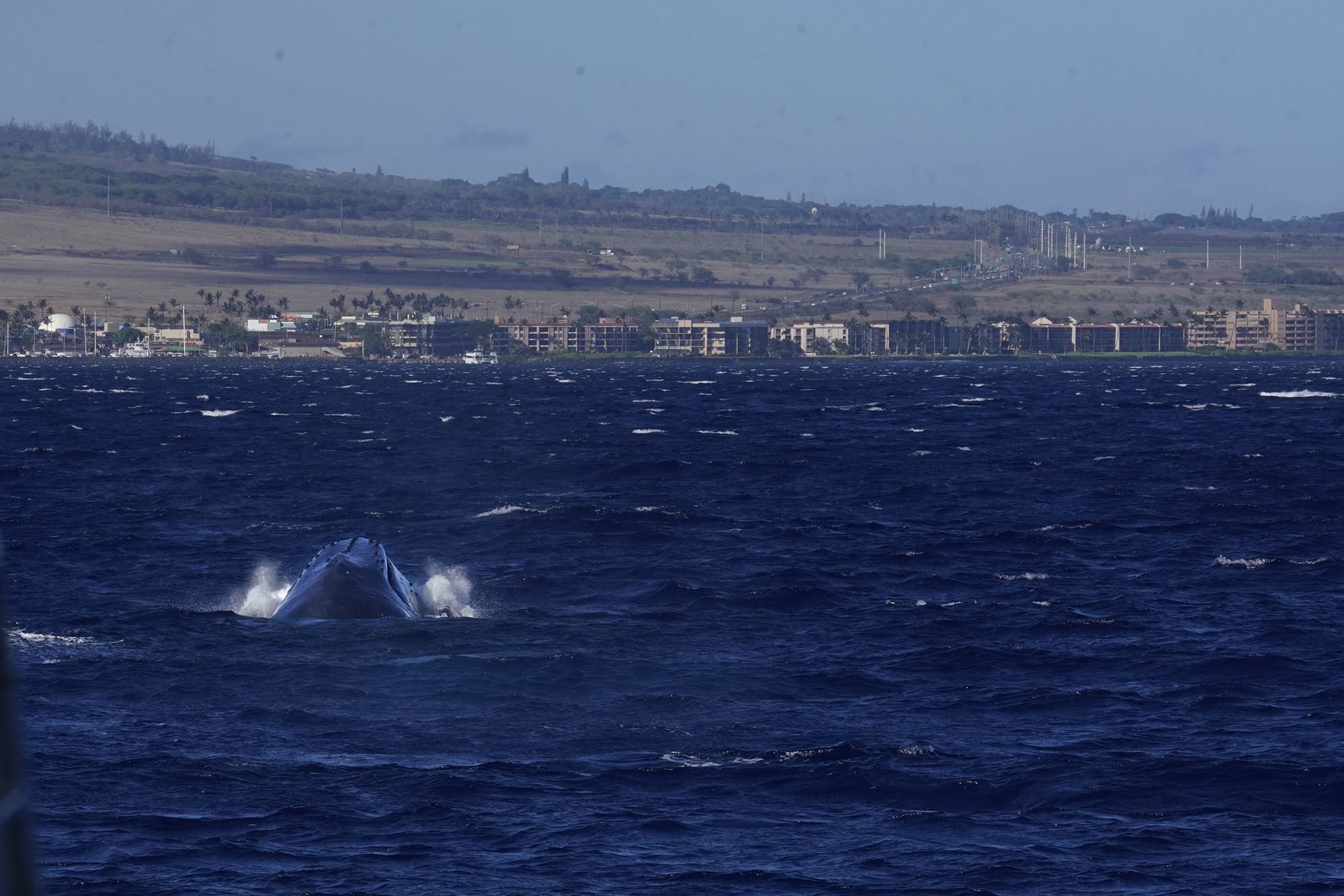 Shootz! A Look At The Water For Whales, Waves And A Plane - Honolulu ...