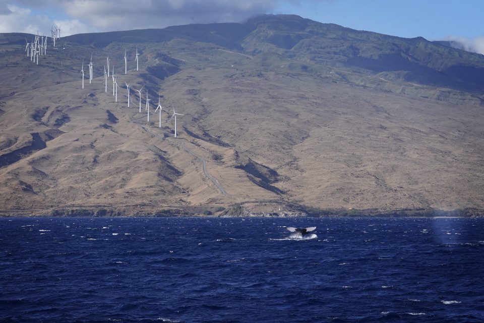 After the Fire, Lahaina’s Whales Are Left in the Lurch - Honolulu Civil ...