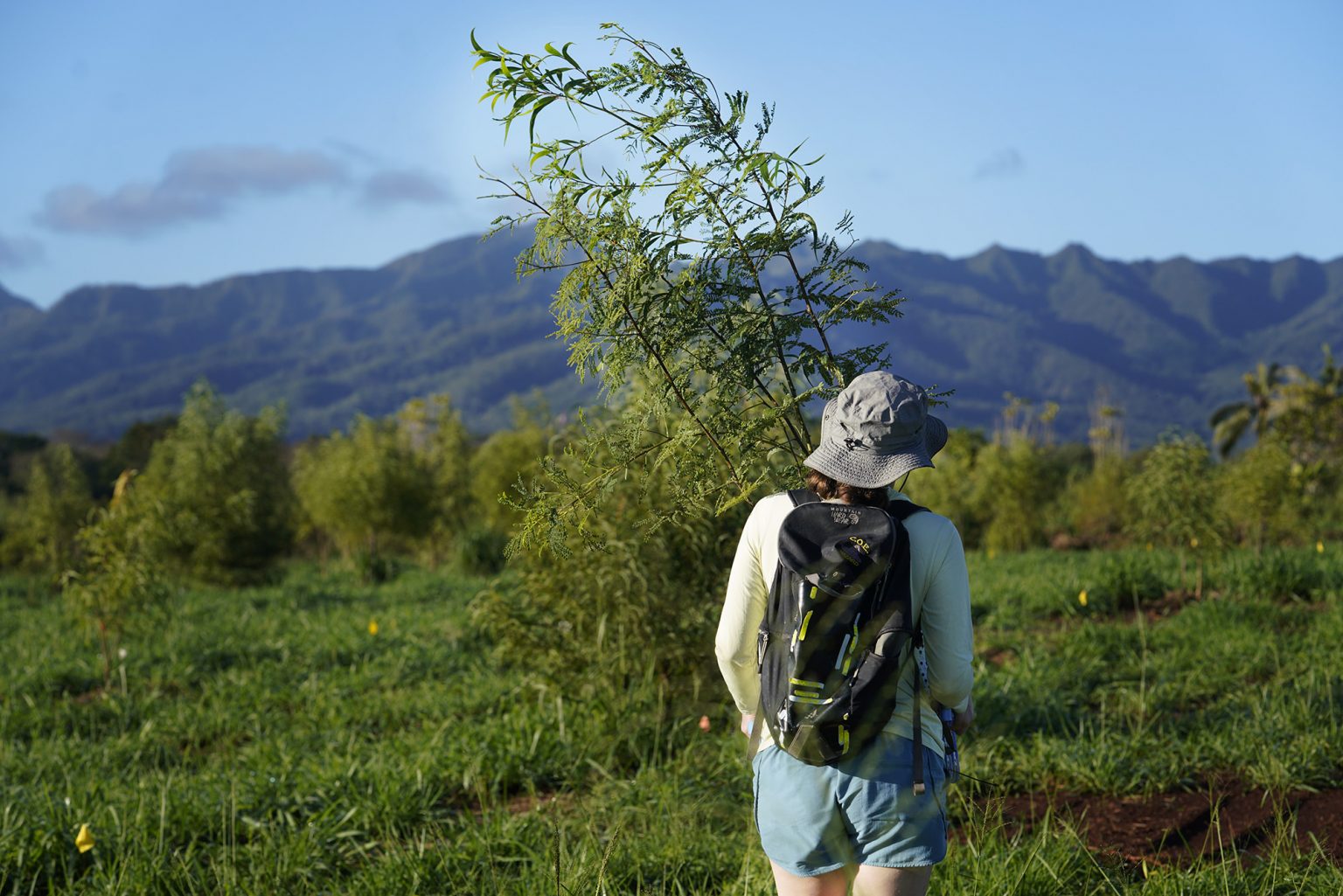 PHOTOS: Planting 1 Million Trees In Hawaii Begins With 200 Saplings ...