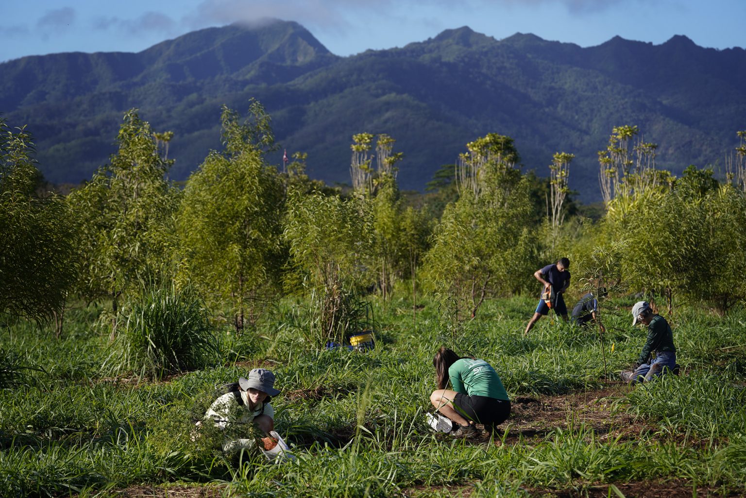 PHOTOS: Planting 1 Million Trees In Hawaii Begins With 200 Saplings ...