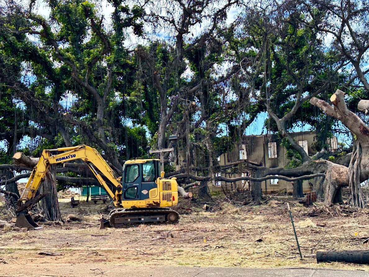 It Will Take Years And Millions Of Dollars To Replace Lahaina's Trees ...