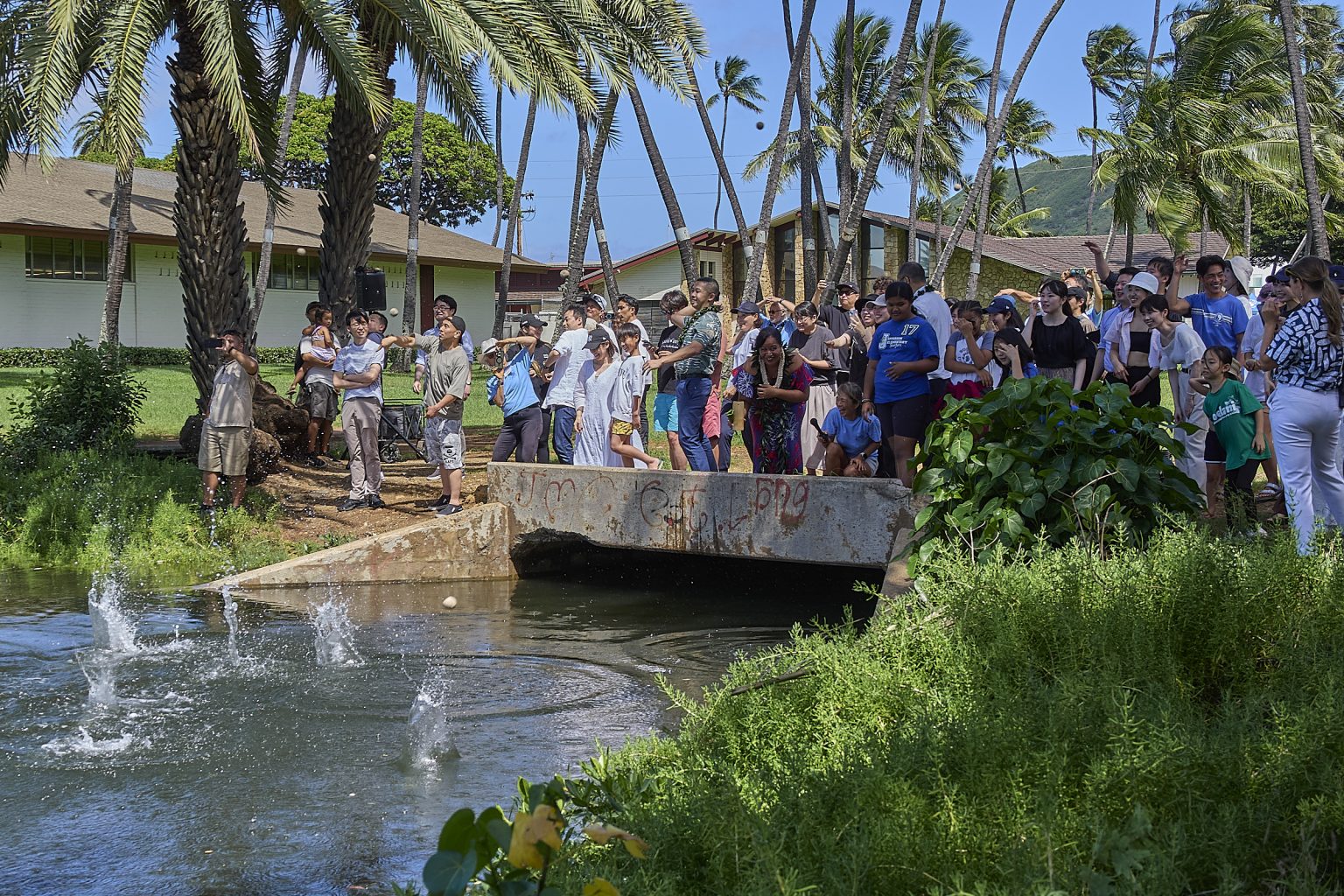 Hawaiʻi Loves 'Genki Balls' To Clean Water. New Studies Say They Don't ...