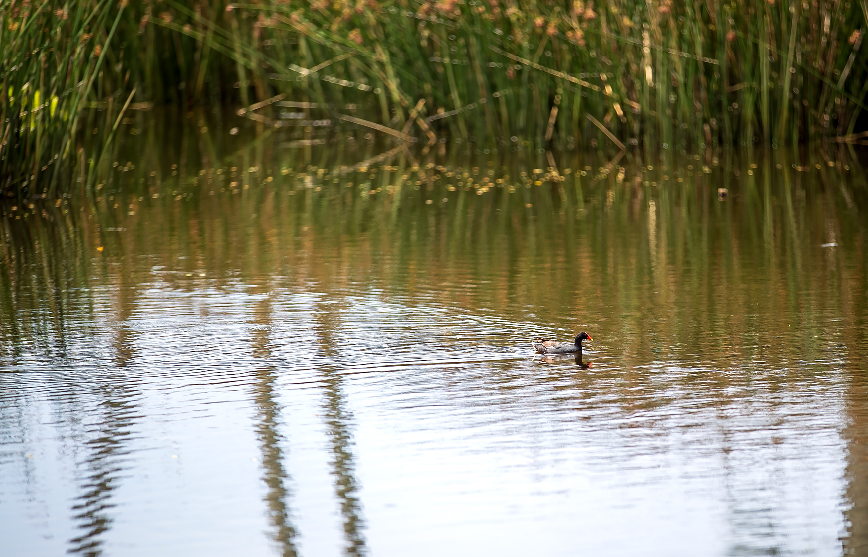Shootz! Memorial Lanterns, Endangered Moorhens And Housing Bills Stay ...