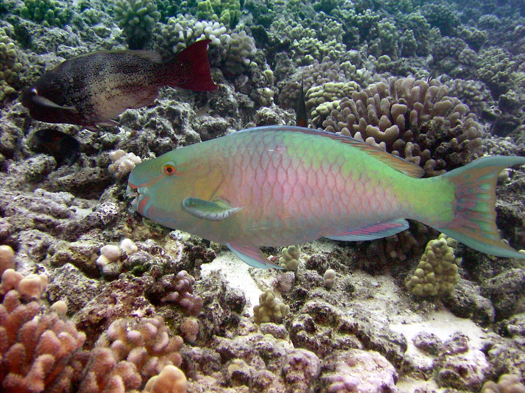 Celebrate ‘Herbivore Action’ On World Oceans Day - Honolulu Civil Beat