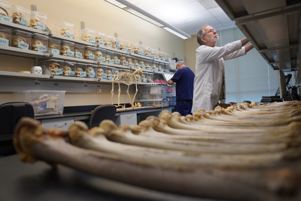 How A Human Bone Collection in Honolulu Aids Forensic Anthropology in ...