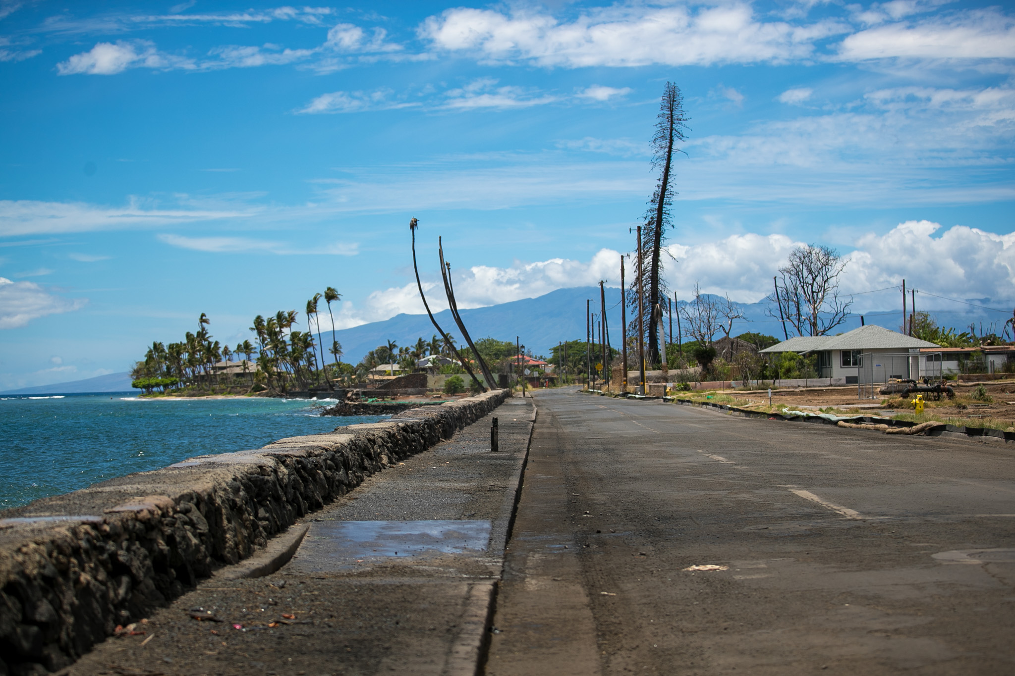 The Lahaina Burn Zone Is Coming Back To Life. How To Keep It Safe Is A ...