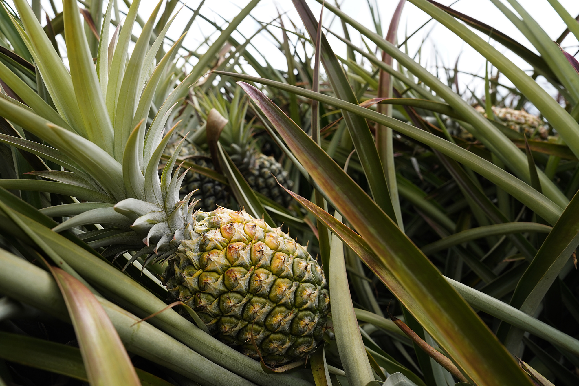 Costco 'Pineapple Wars' Pit Kauaʻi Business Owners Against Each Other ...
