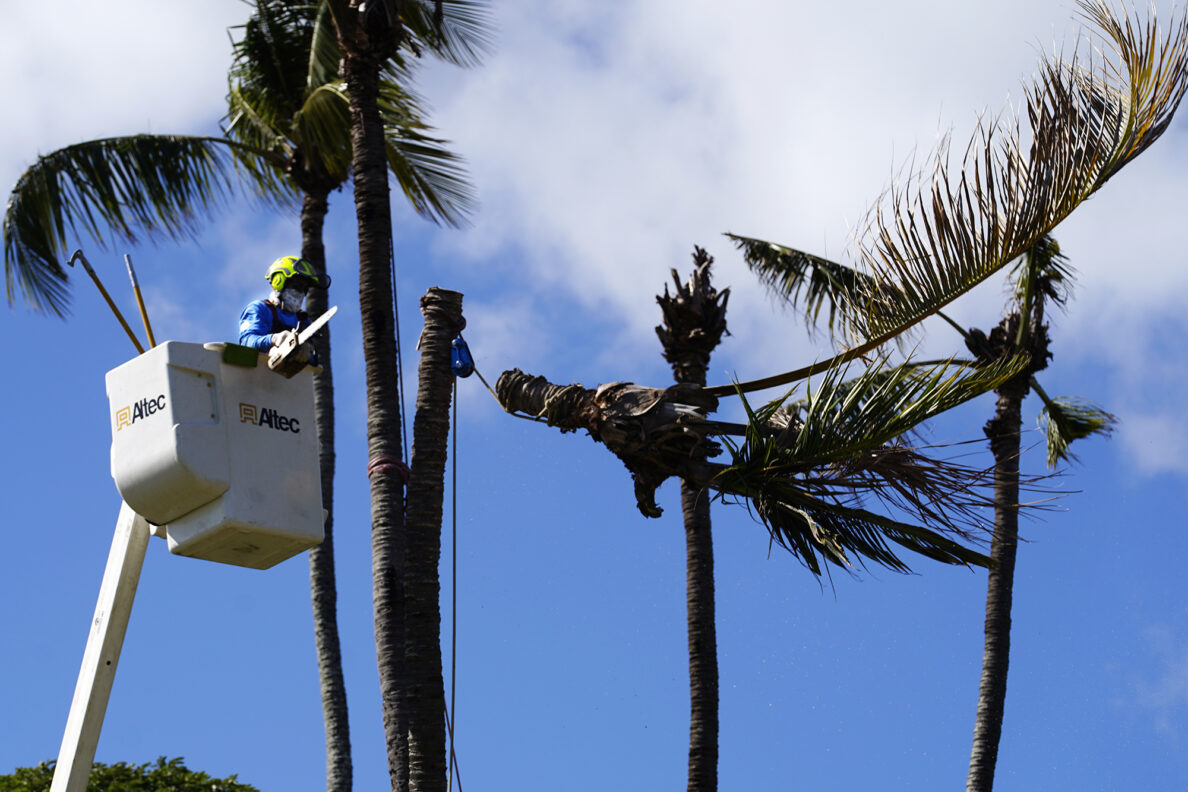 Honolulu’s Dying Palms To Be Replaced With This New Tree — For Now ...
