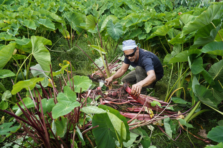 Glut? Shortage? Hawaii Farmers Navigate A Tricky Taro Market - Honolulu ...