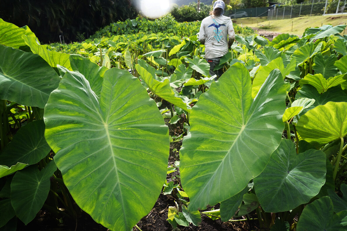 Glut? Shortage? Hawaii Farmers Navigate A Tricky Taro Market - Honolulu ...