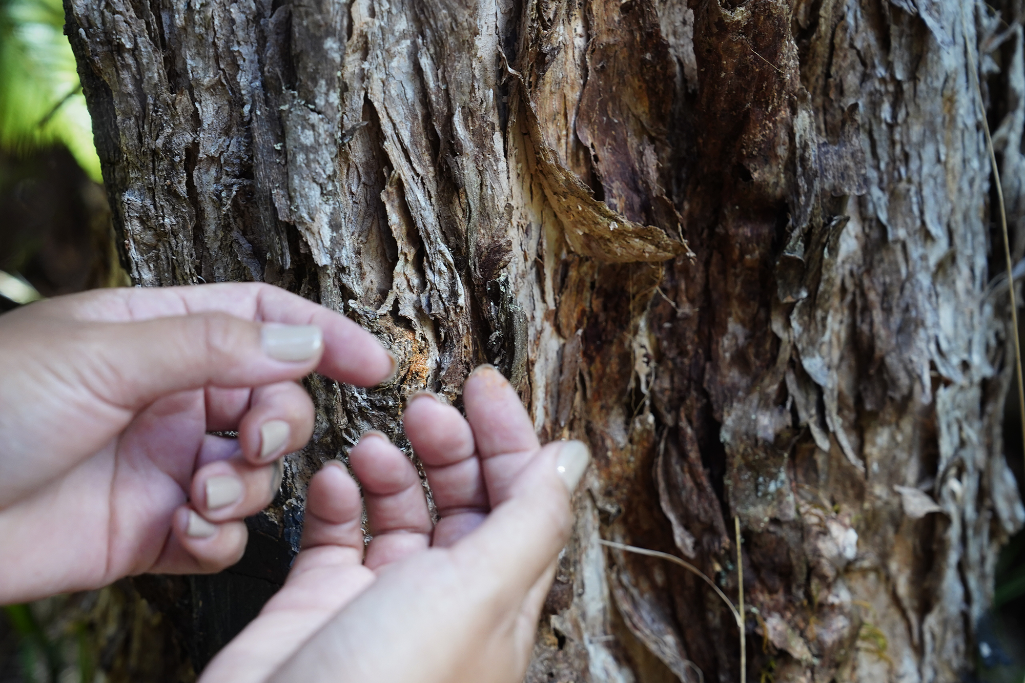 Disease Could Kill Most of The Big Island's ‘Ohi‘a Forests Within 20 ...