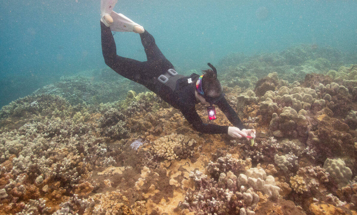 Half Of All Coral Reefs Are Dead. A Maui 'Super Reef' Offers Hope.