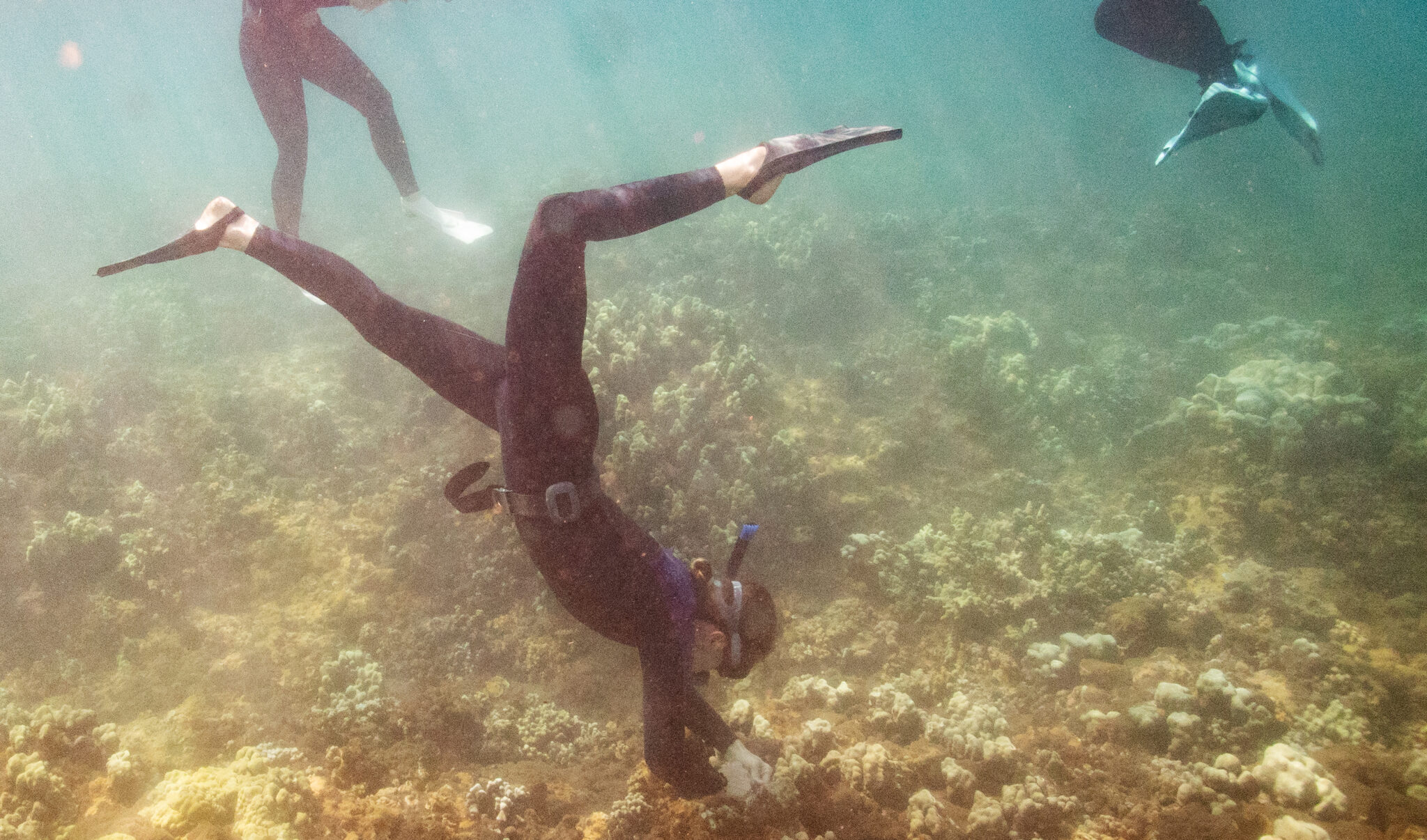 Half Of All Coral Reefs Are Dead. A Maui 'Super Reef' Offers Hope.