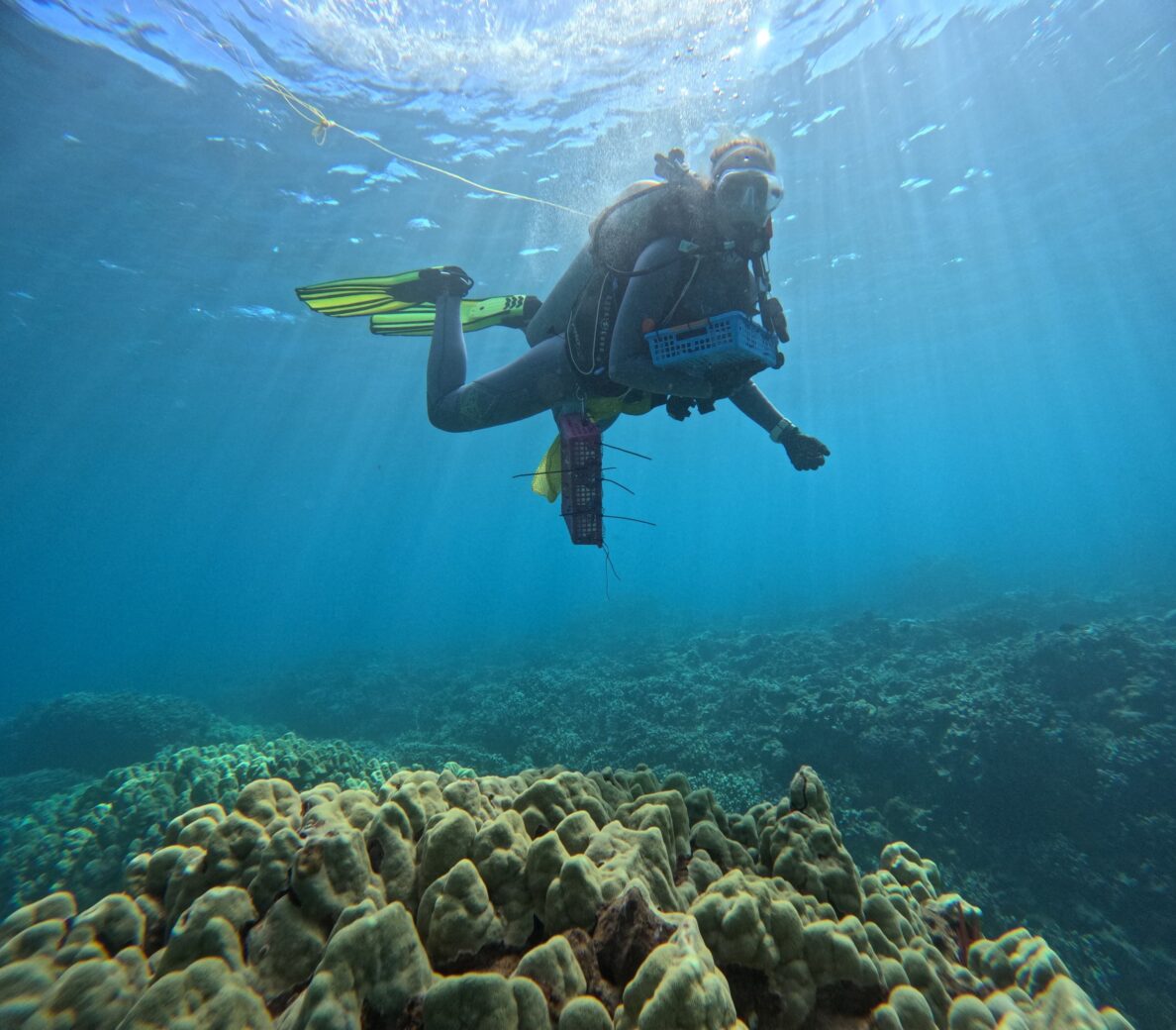 Half Of All Coral Reefs Are Dead. A Maui 'Super Reef' Offers Hope.
