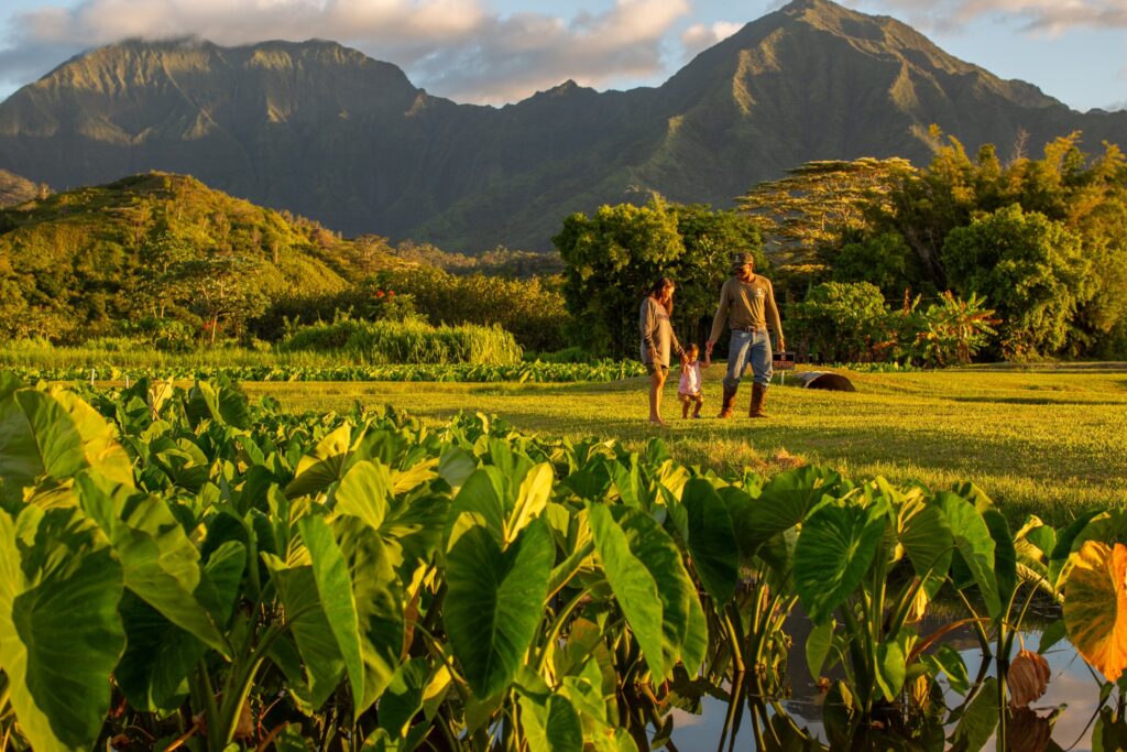 Glut? Shortage? Hawaii Farmers Navigate A Tricky Taro Market - Honolulu ...