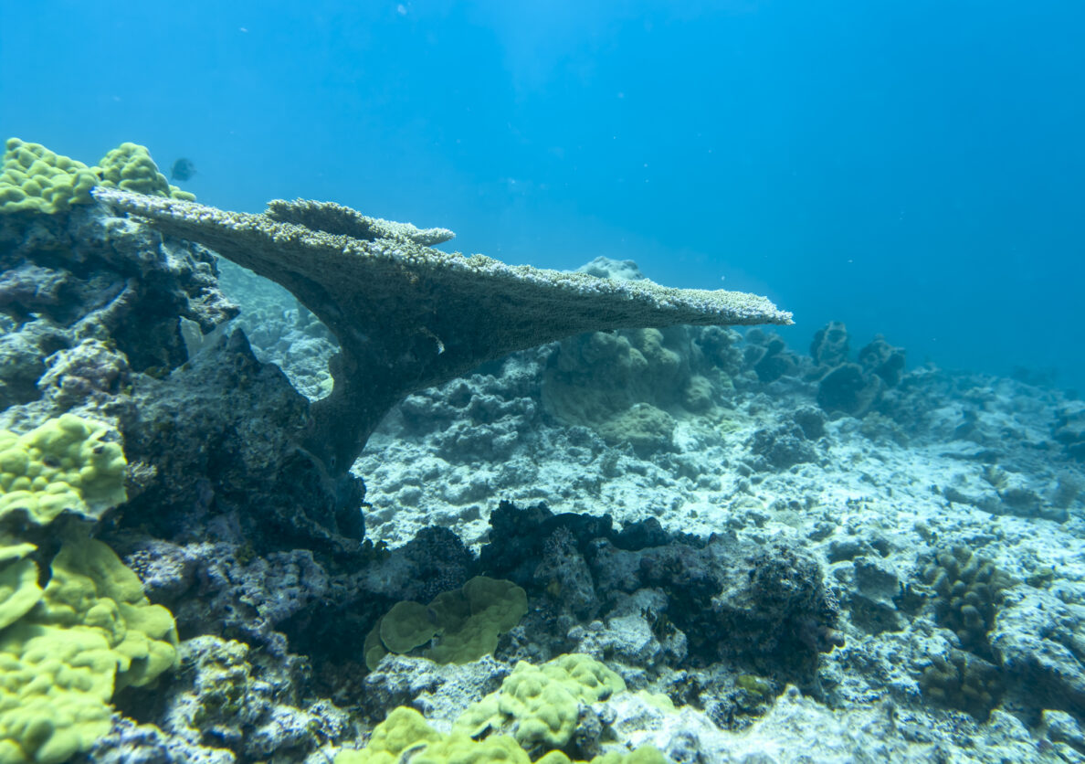 This Hawaiian Island Vanished. Its Comeback Is Crucial