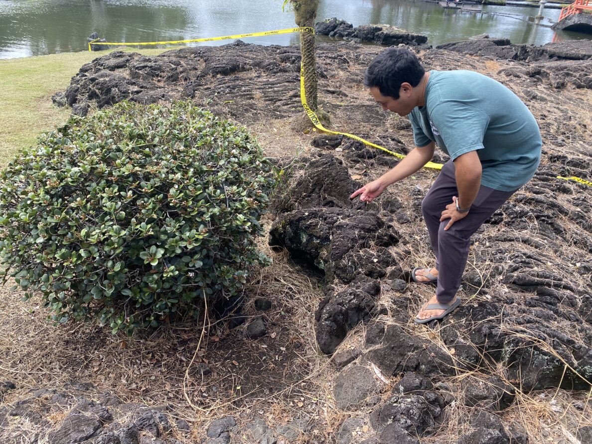 New Feral Cat Colony Map Could Save Hawaii's Native Birds — But It's ...