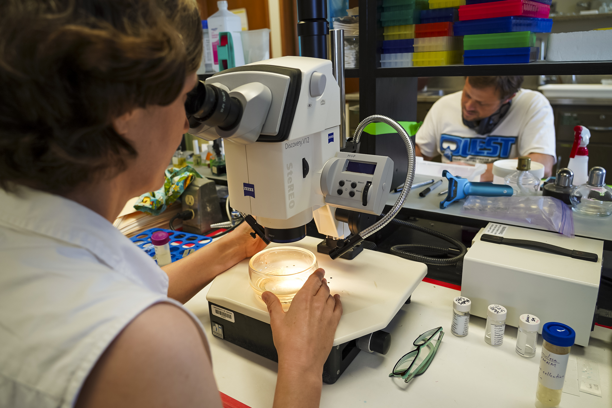 A 'Devil' Seaweed Is Spreading Inside Hawaiʻi's Most Protected Place ...