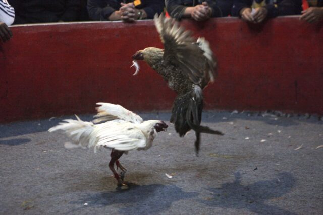 Kauaʻi Rooster Farm Stokes Cockfighting Criticism - Honolulu Civil Beat