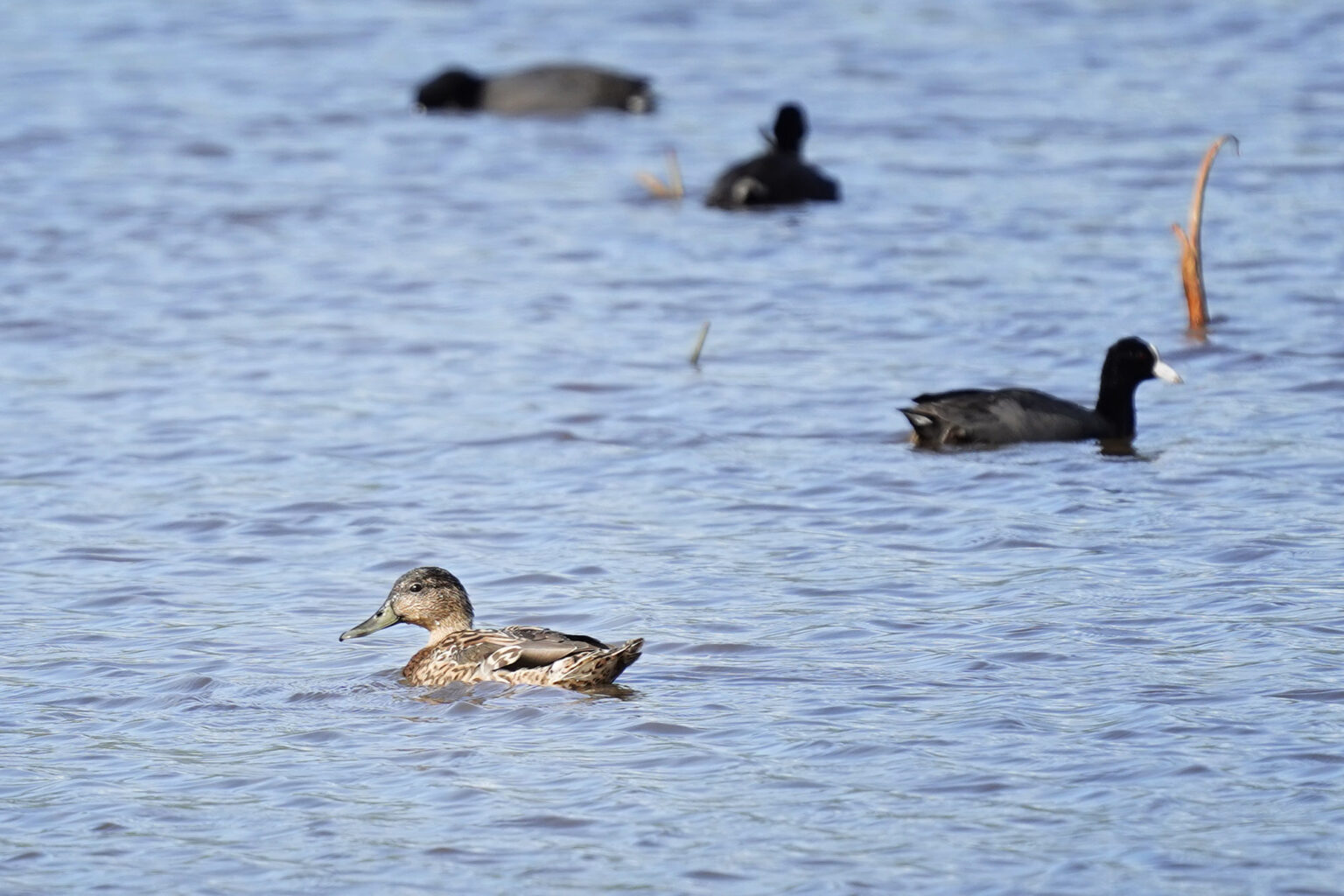 Photo Essay: Helping Save Hawaiian Ducks From Extinction - Honolulu ...