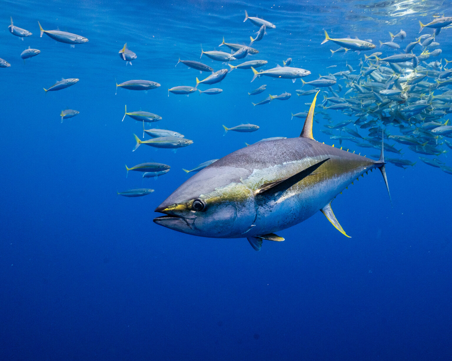 Lifeblood For Pacific Islands Threatened As Warming Ocean Drives Tuna ...