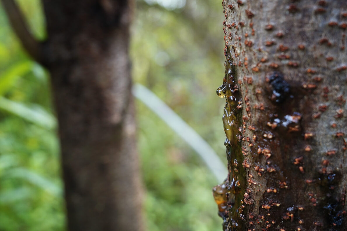 Another Destructive Beetle Is Spreading, Killing Hawaiʻi’s Trees ...
