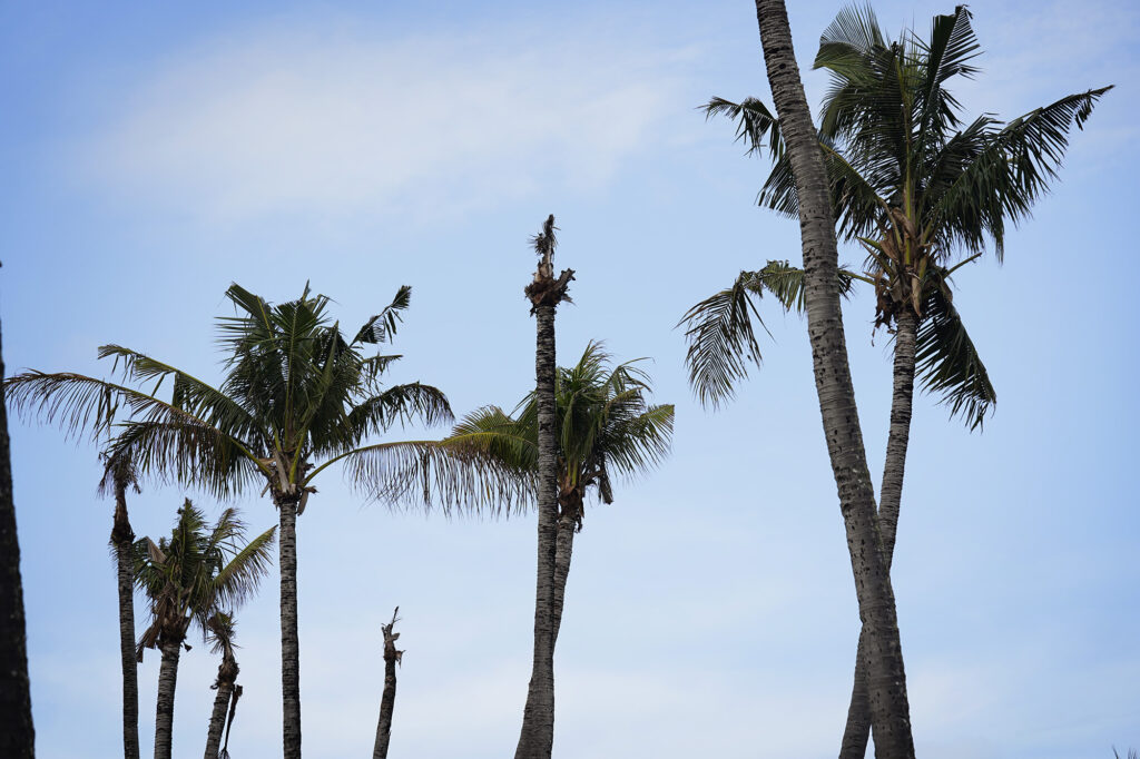 As Palm-Killing Beetles Spread On Big Island, State Action Is Slow ...