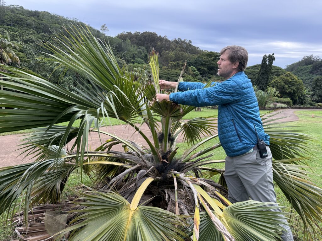 Coconut Rhinoceros Beetles Are Attacking A Popular Kaua‘i Golf Course ...