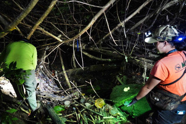 Coqui Frogs: Is Haʻikū The New Hilo? Locals Try To Stop The Spread ...